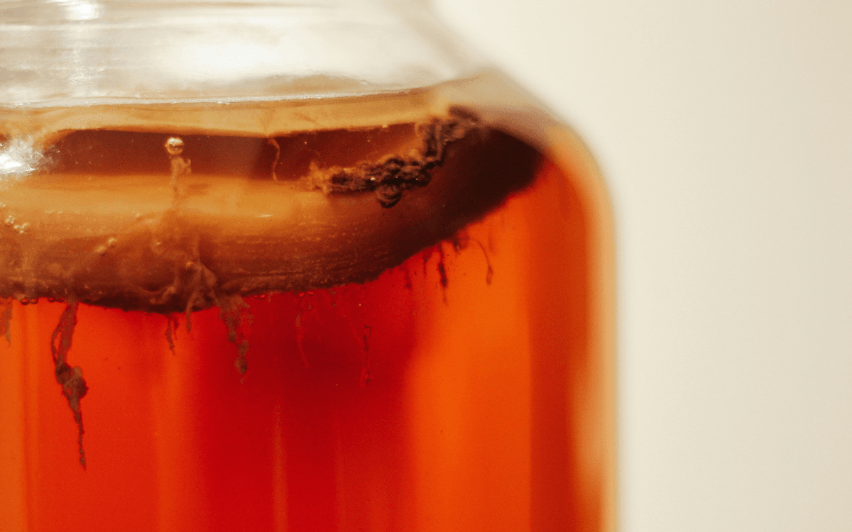 Comment faire une mère de kombucha ? | Blog bio Kazidomi