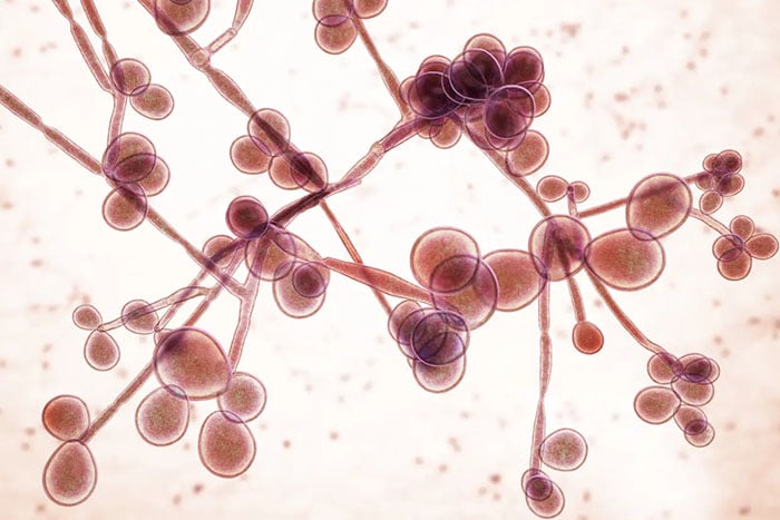 Quels sont les symptômes et les moyens de traitement du candida albicans